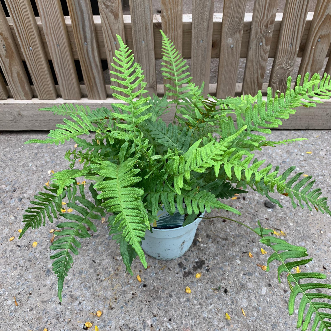 Polypodium vulgare (Fern) - 5ltr - Bunkers Hill Plant Nursery