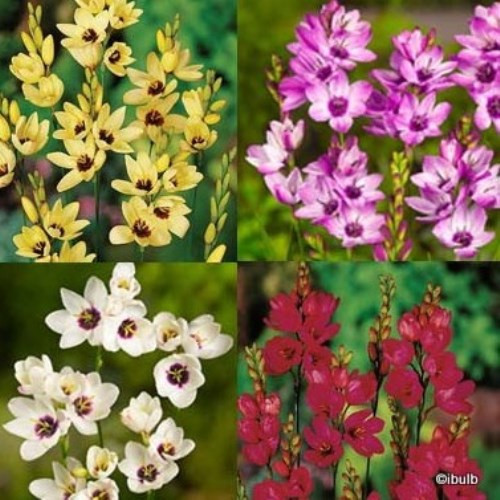 Ixia mixed - BULK 100 or 250 bulbs - Bunkers Hill Plant Nursery