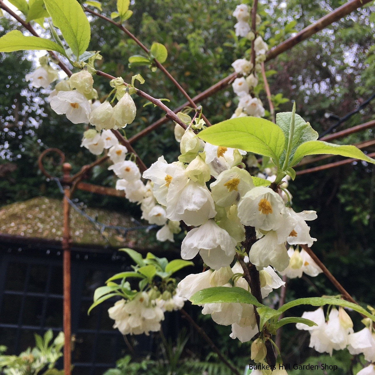 Halesia monticola var. vestita (Snowdrop tree) - Bunkers Hill Plant Nursery