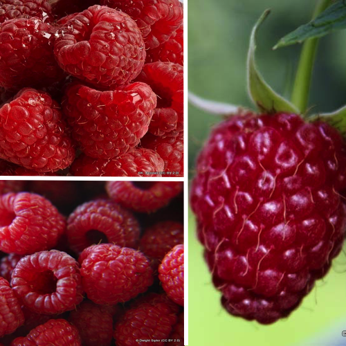 Raspberry Collection 3 varieties (9 Canes) - Bunkers Hill Plant Nursery