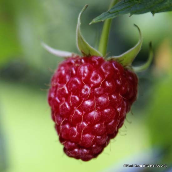 Raspberry Collection 3 varieties (9 Canes) - Bunkers Hill Plant Nursery