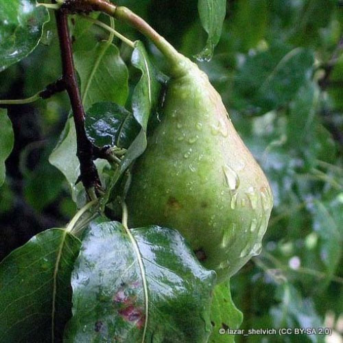 Pear 'Conference' 8/10cm (Quince A rootstock) - Bunkers Hill Plant Nursery