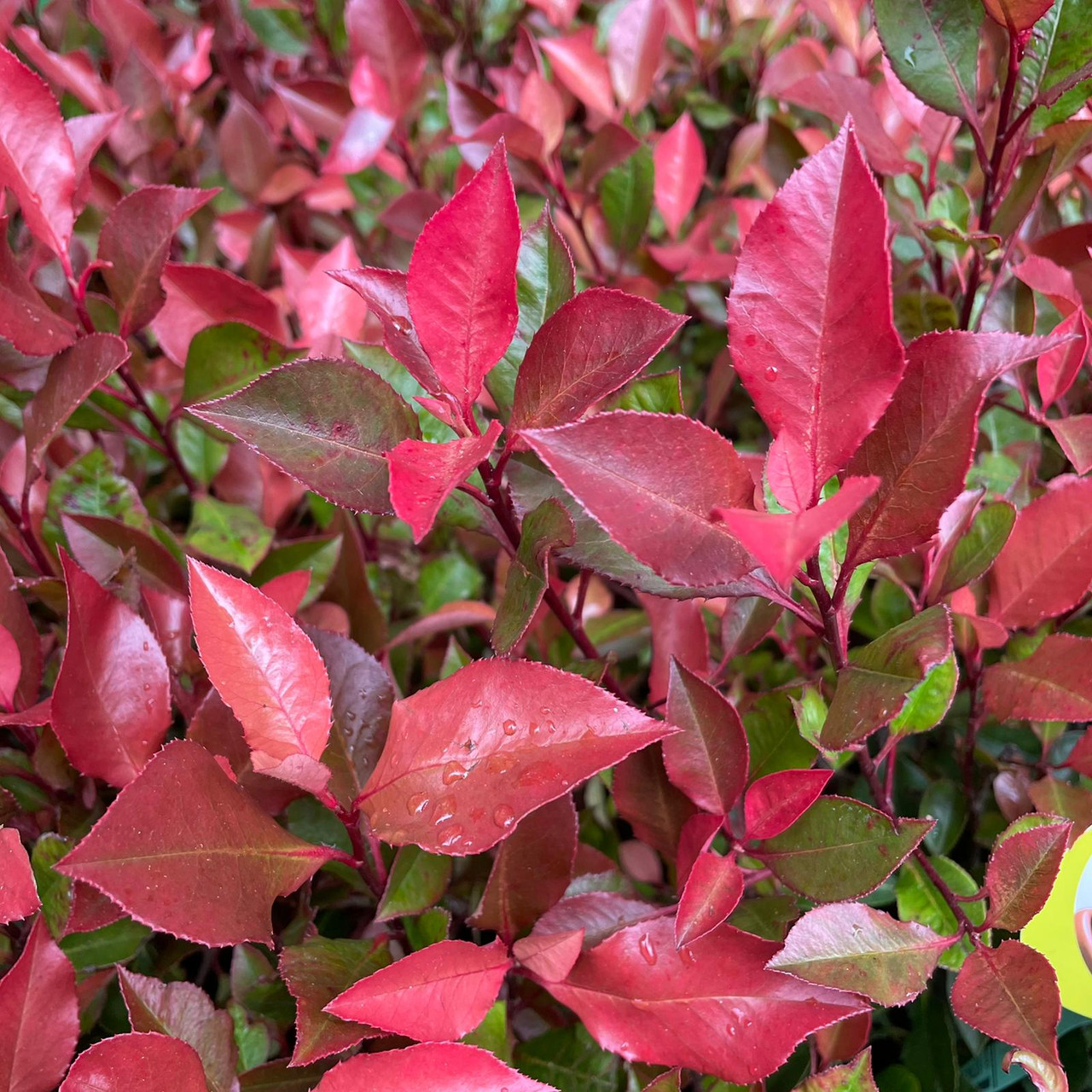 Photinia 'Little Red Robin' ball (18L) - approx 50cm - Bunkers Hill ...