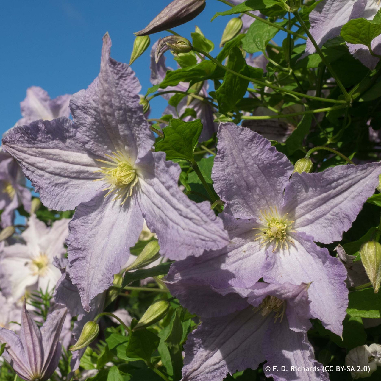 Clematis 'Blue Angel' - Bunkers Hill Plant Nursery