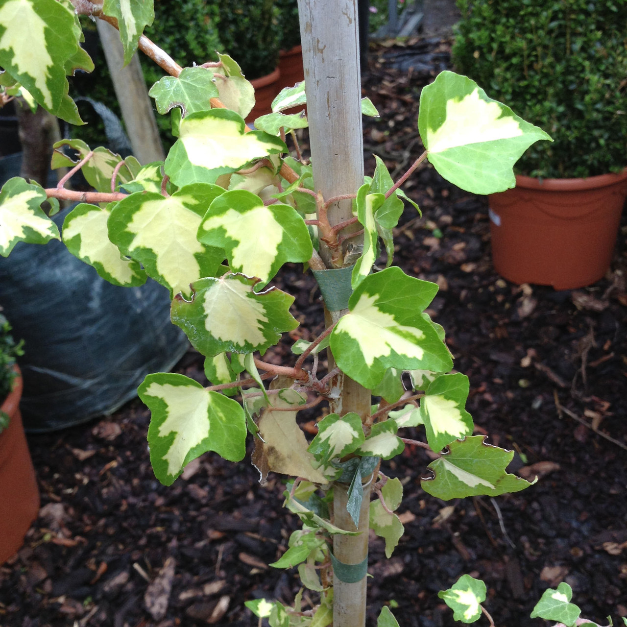 Hedera helix 'Goldheart' (60/80cm) - 4ltr - Bunkers Hill Plant Nursery