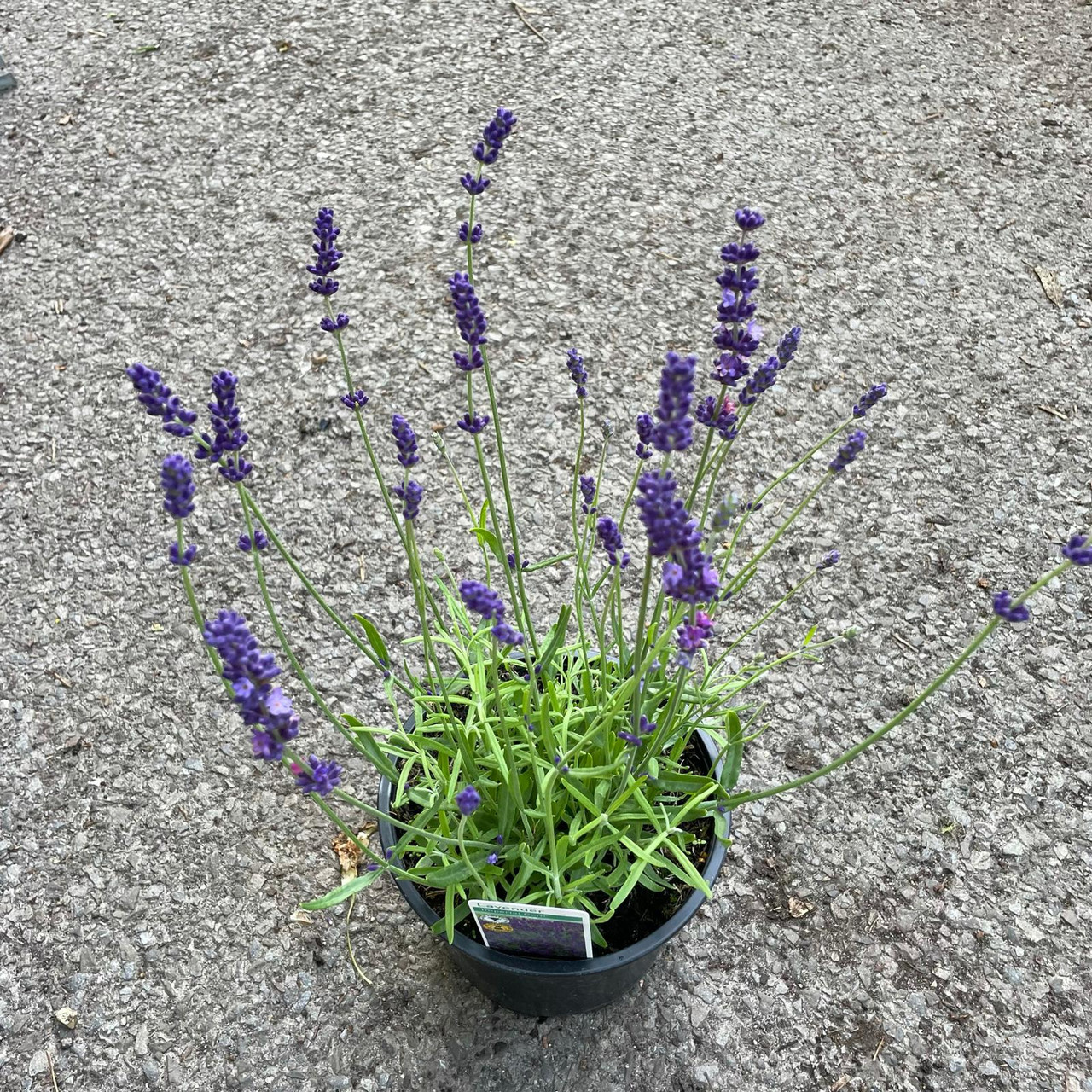 Lavender 'Imperial Gem' (3L) - Bunkers Hill Plant Nursery
