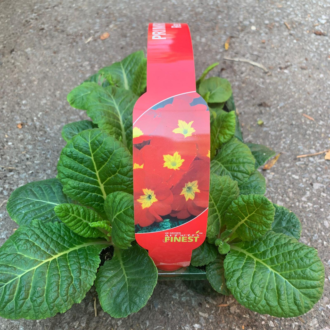 Primrose 6 pack - mixed colours - Bunkers Hill Plant Nursery