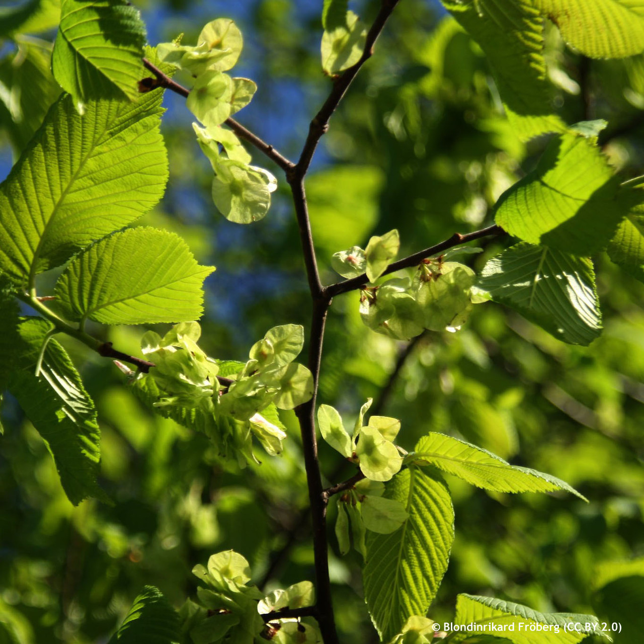 Ulmus 'Columella' (Columella Elm) 8/10cm - Bunkers Hill Plant Nursery