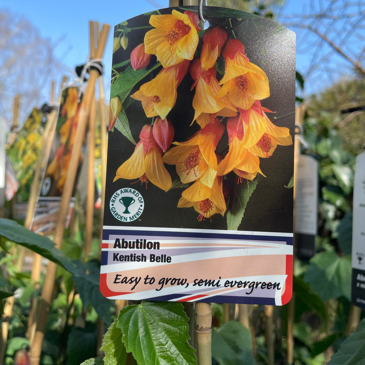 Abutilon 'Kentish Belle' (2L pot) - Bunkers Hill Plant Nursery
