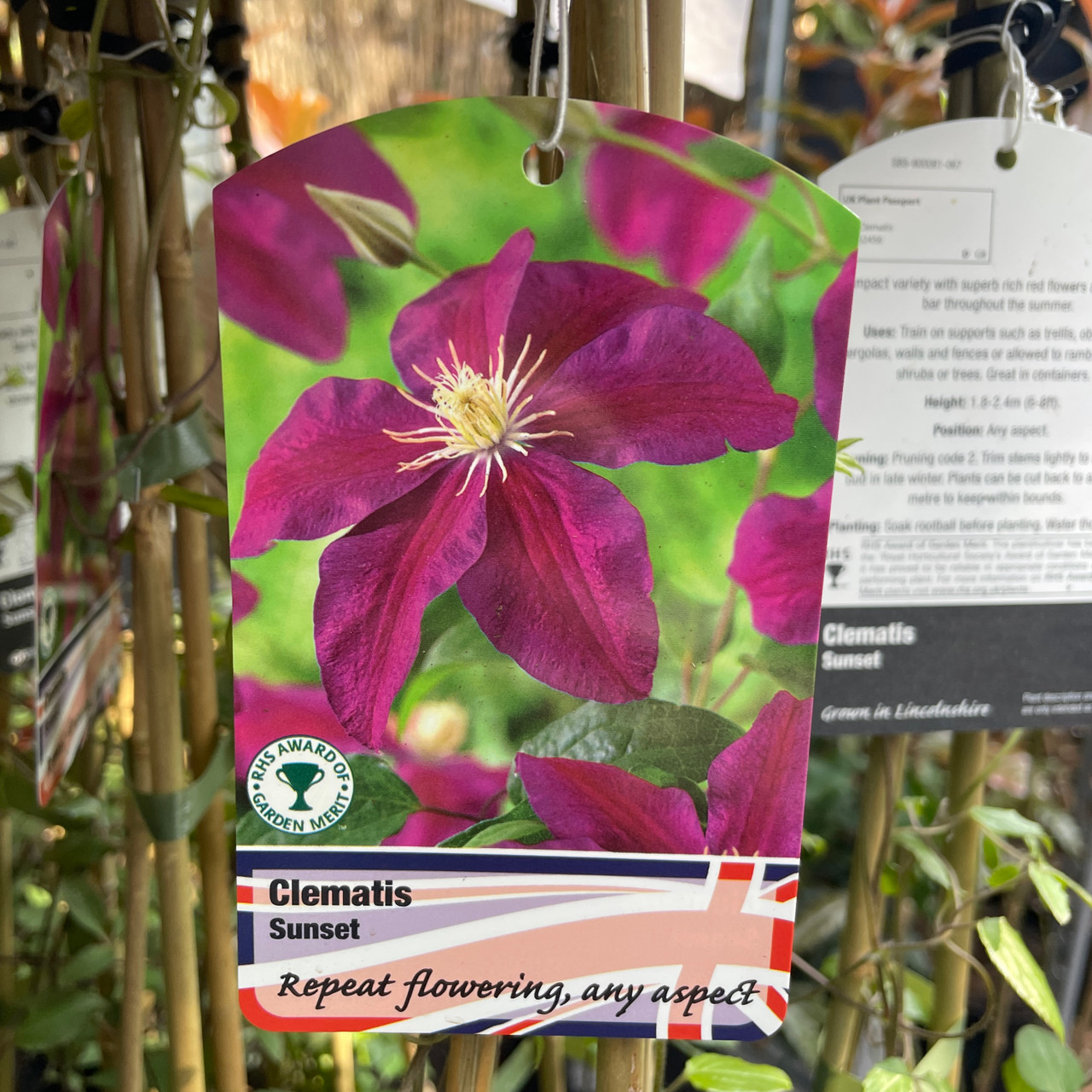 Clematis 'Sunset' - 2L - Bunkers Hill Plant Nursery
