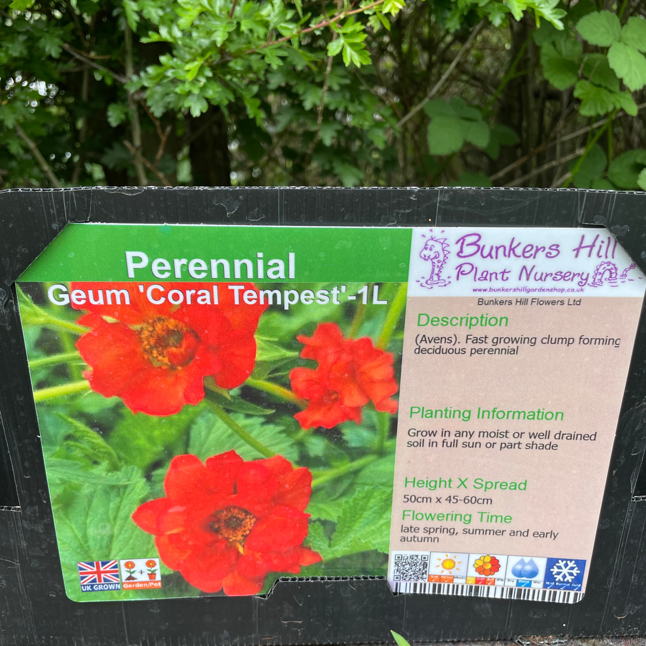 Geum 'Coral Tempest' - 1ltr - Bunkers Hill Plant Nursery