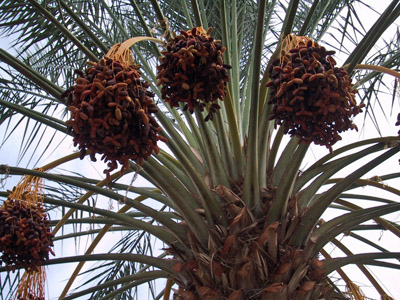 A Brief History on the Origin of Medjool Dates - Dateland Date Gardens