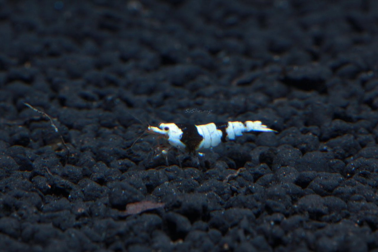Crystal Black Shrimp S Grade Soshrimp