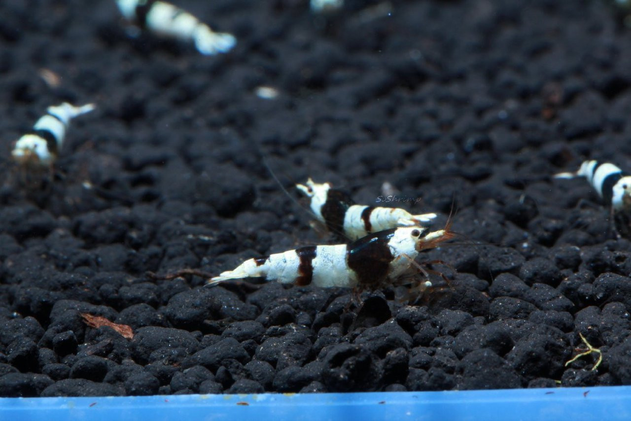Crystal Black Shrimp S Grade Soshrimp