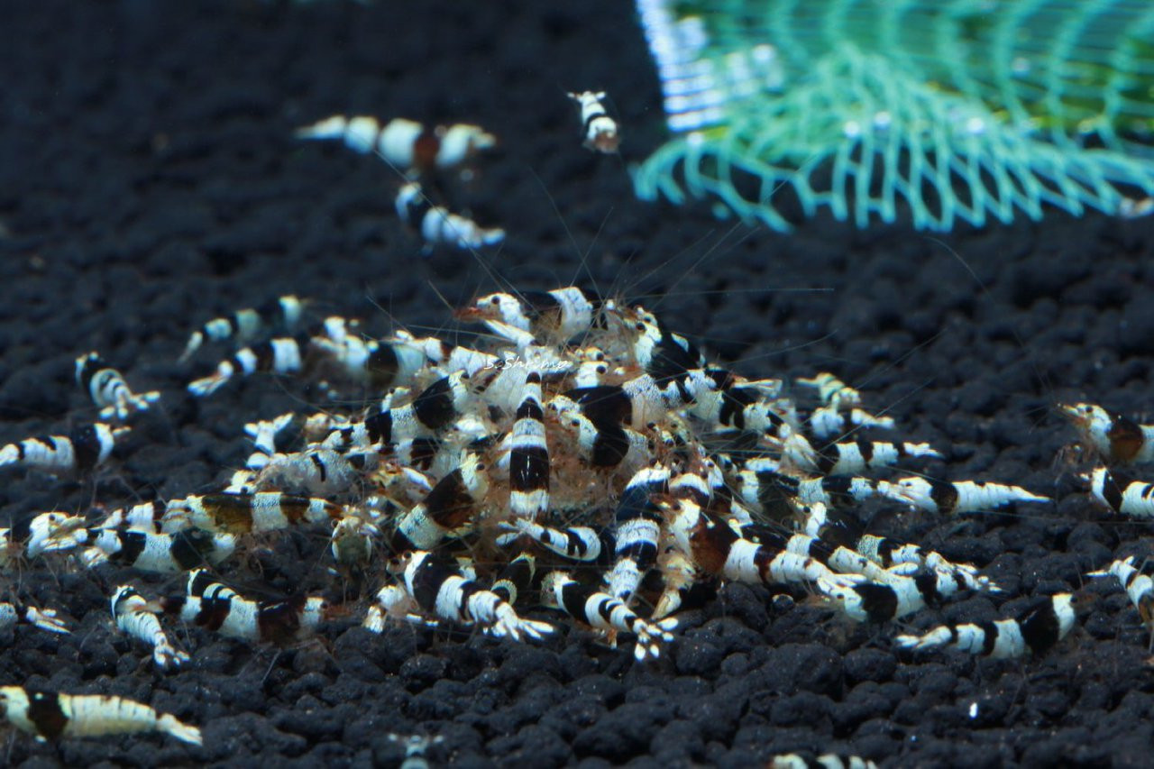 Crystal Black Shrimp S Grade Soshrimp