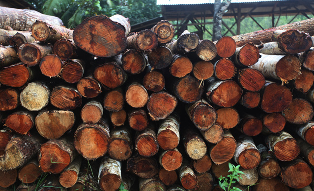 Experiencing the Beauty of the Rainforest through Exotic Wood - Global ...