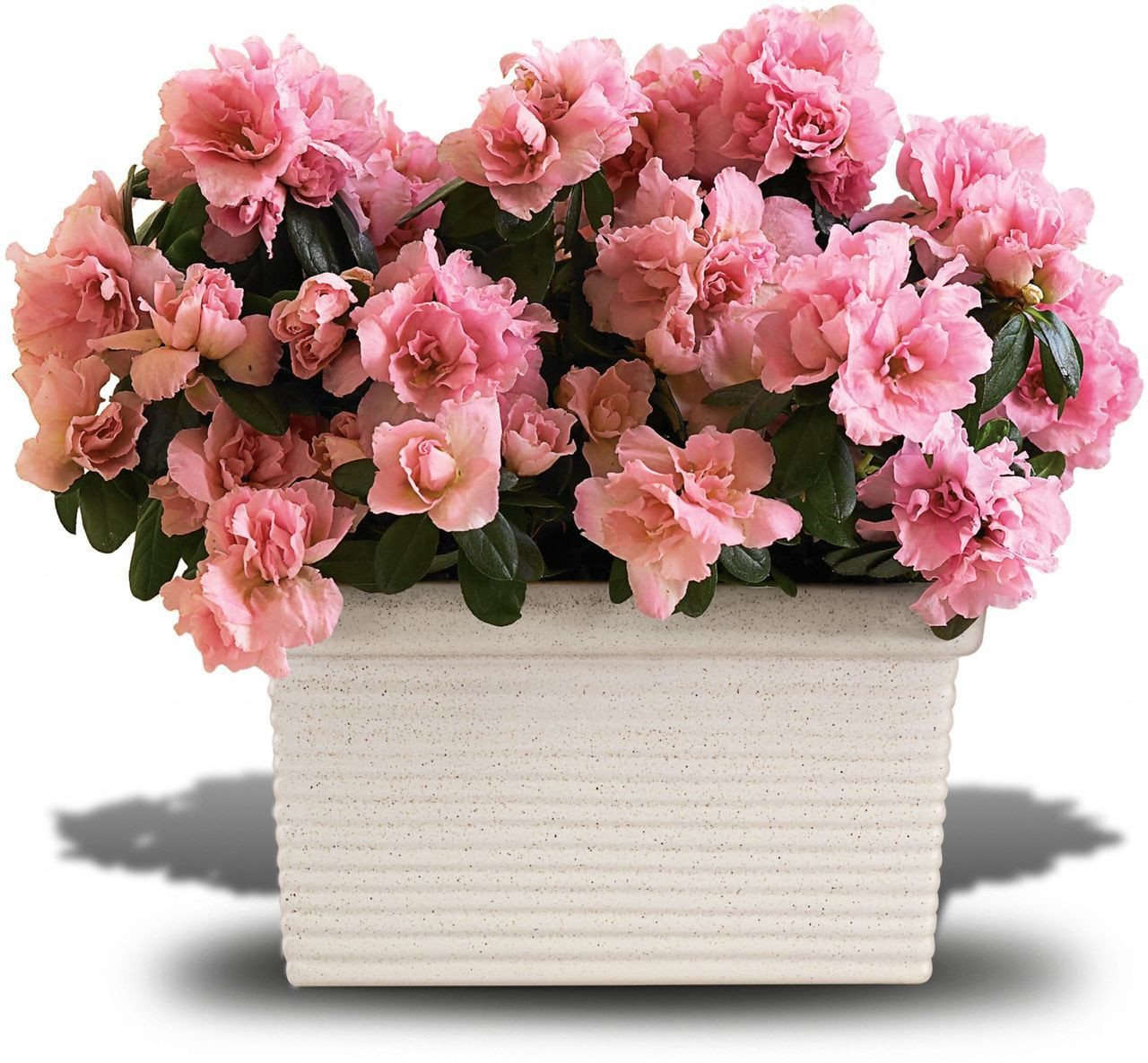 Sweet Azalea Delight