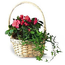 TF125-1 - Deluxe European Garden Basket for Portland Oregon and ...