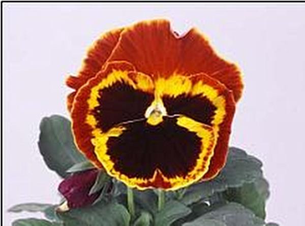 Pansy Majestic Giant II Fire Seeds