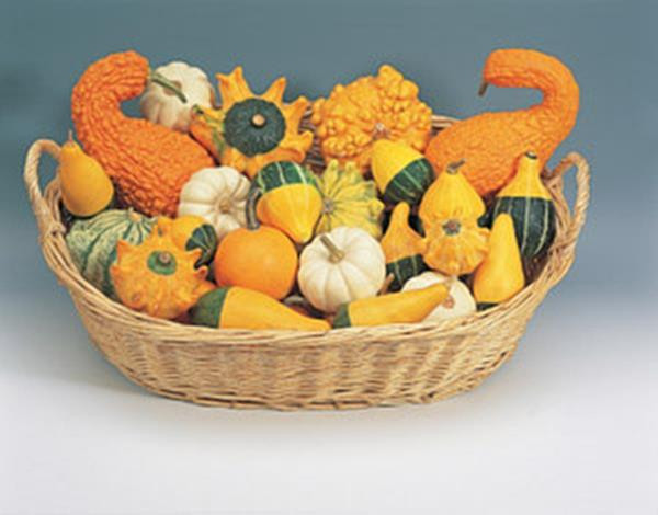 Ornamental Gourds Small Fruits Mix Seeds
