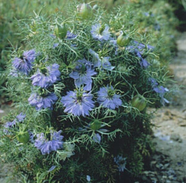 Nigella Miss Jekyll Sky Blue Annual Seeds