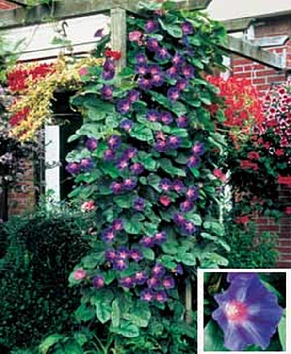 Morning Glory Ipomoea Star Of Yelta Annual Seeds