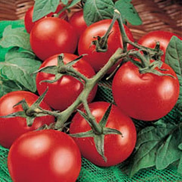 Moneymaker Heirloom Tomato Seed