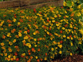 Marigold Seeds - French Signet Starfire Mix Seed