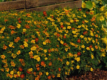 Marigold Seeds - French Signet Starfire Mix Seed