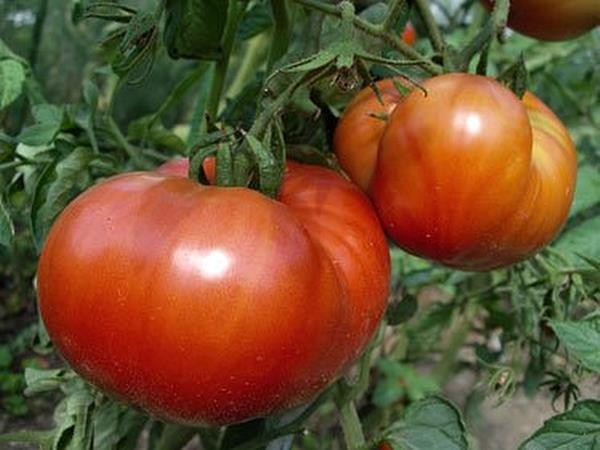 Tomato Double Rich Seeds