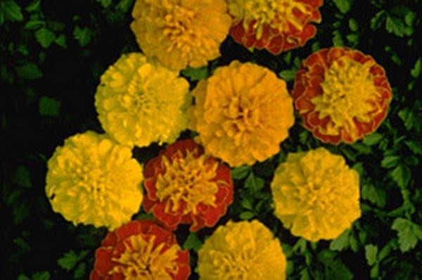 Marigold Seeds - French Boy O Boy Mix Annual Seed
