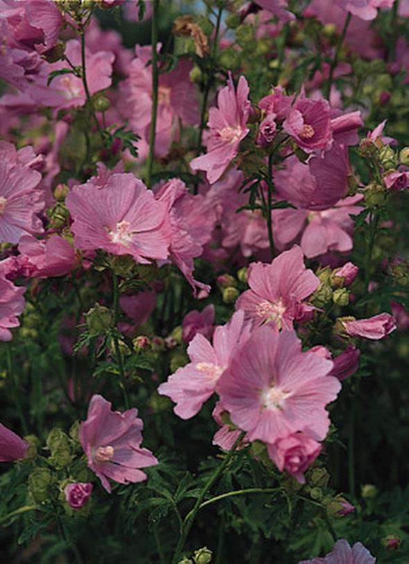 Malva Mallow Moschata Rosea Perennial Seeds