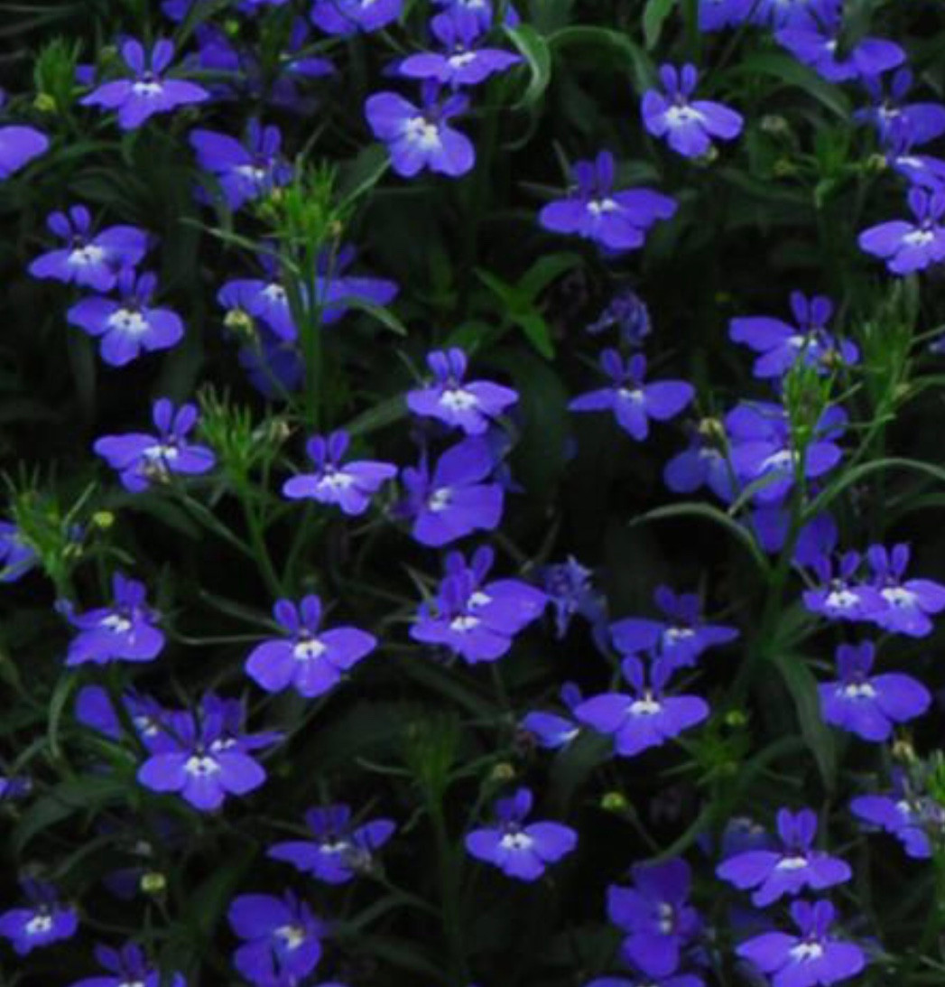 Lobelia Regatta Series Midnight Blue Annual Seeds