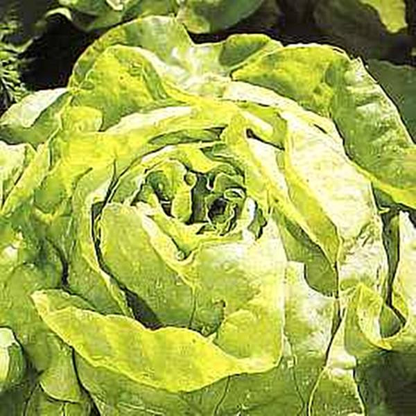 Lettuce Bibb Vegetable Seeds