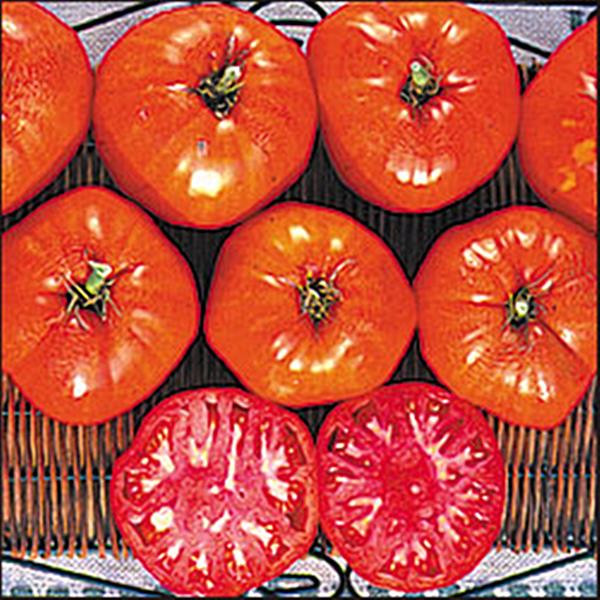 Italian Heirloom Tomato Seed