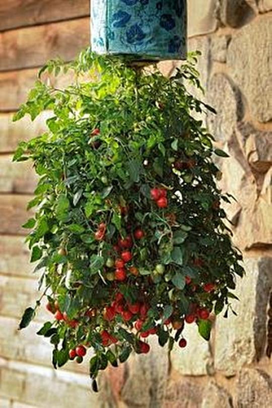 Topsy Tom Tomato Seeds