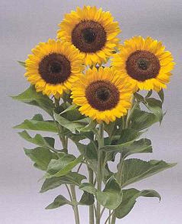 Helianthus Sunflower Sunrich Orange Annual Seeds