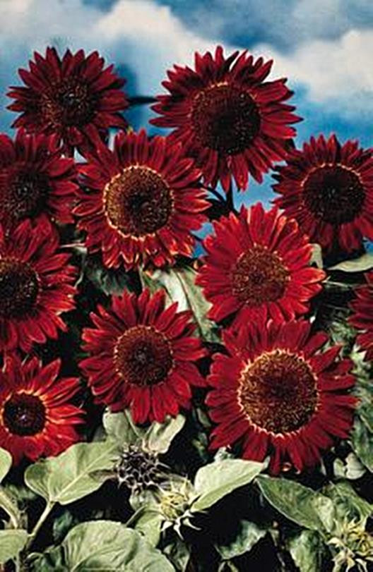 Red Sunflower Seeds