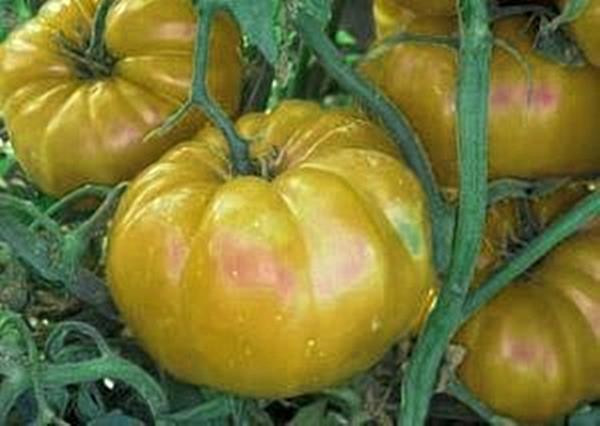Giant Belgian Yellow Heirloom Tomato Seed