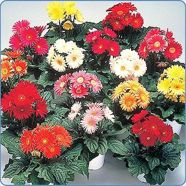 Gerbera Festival Series Mix Grower Select Annual Seeds