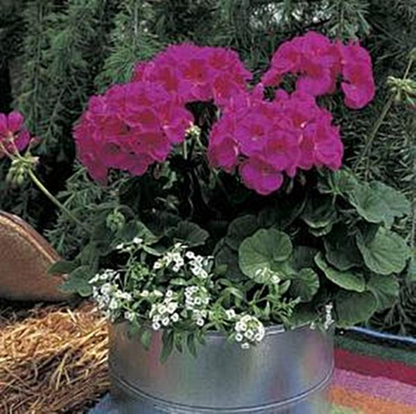 Geranium Zonal Maverick Series Violet Seeds