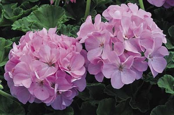 Geranium Zonal Maverick Series Quicksilver Annual Seeds