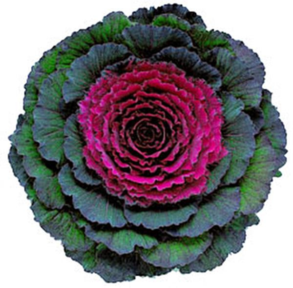 Flowering Cabbage Pigeon Series Purple Annual Seeds