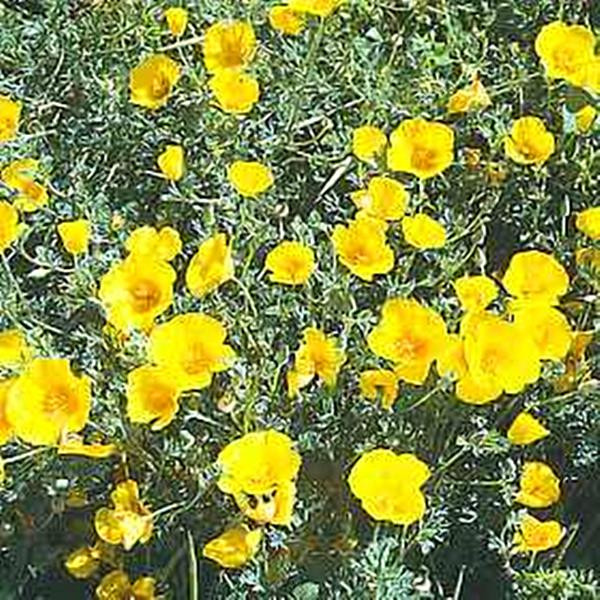 Eschscholzia California Poppy Golden West Annual Seeds