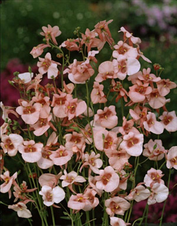 Diascia Queen Asca Series Apricot Annual Seeds diascia-queen-asca-series-apricot-annual-seeds