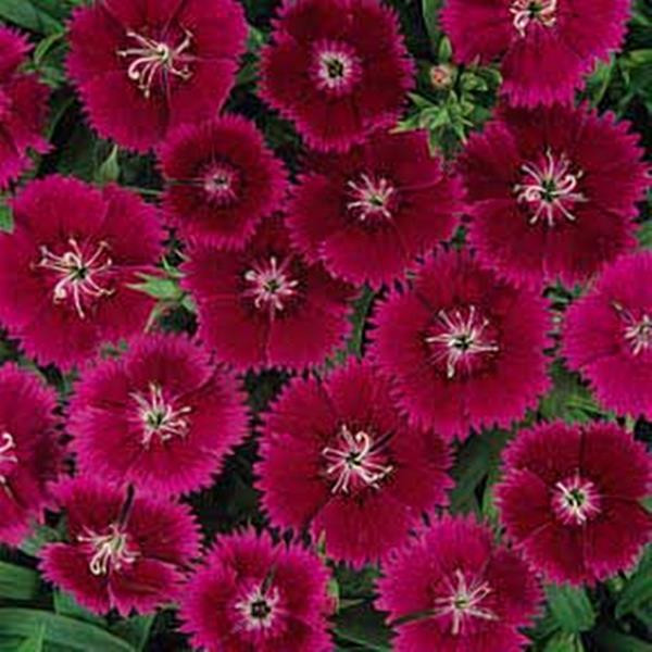 Dianthus Ideal Series Violet Annual Seeds