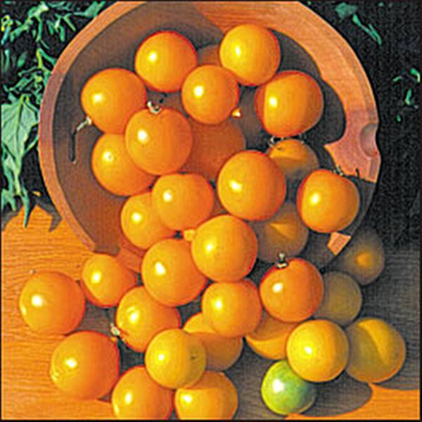 Czechs Excellent Tomato Seed