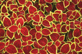 Coleus Wizard Series Scarlet Annual Seeds