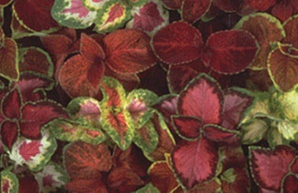 Coleus Wizard Series Mix Annual Seeds