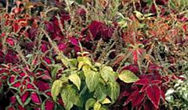 Coleus Giant Exhibition Series Mix Seed